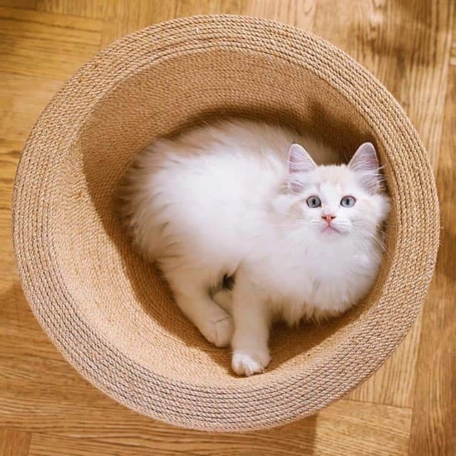 Natural Sisal Cat Beds Cat Scratching - Mashoops Cat